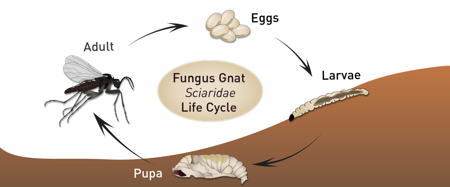 Fungus gnat life cycle - BioBee Canada