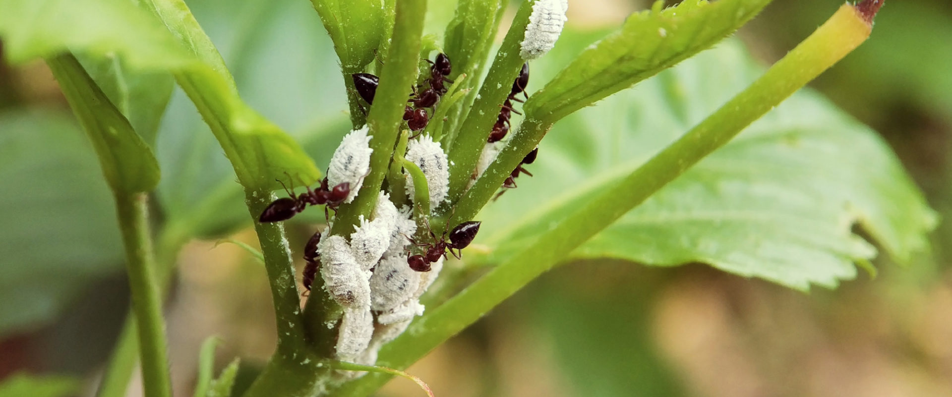 cotton mealybug and ants - BioBee Canada