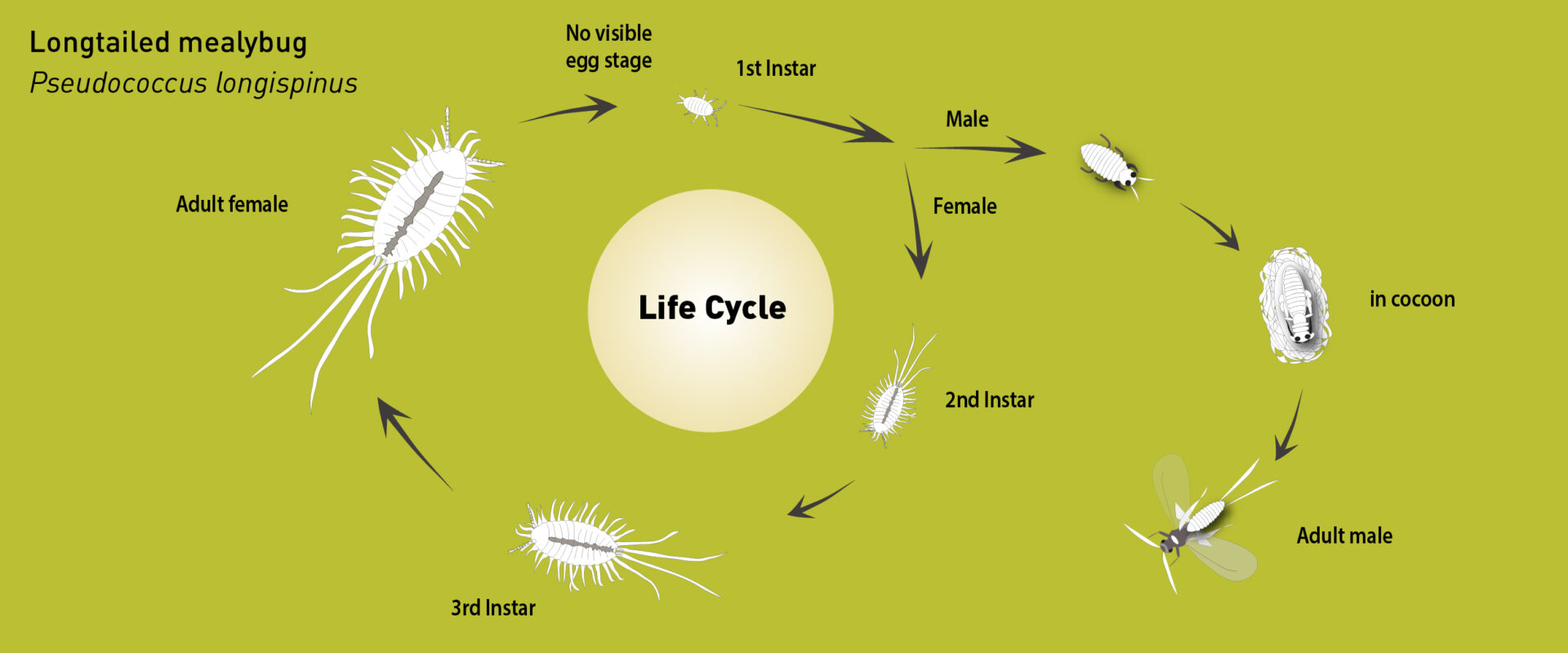 longtail mealybug life cycle - BioBee Canada
