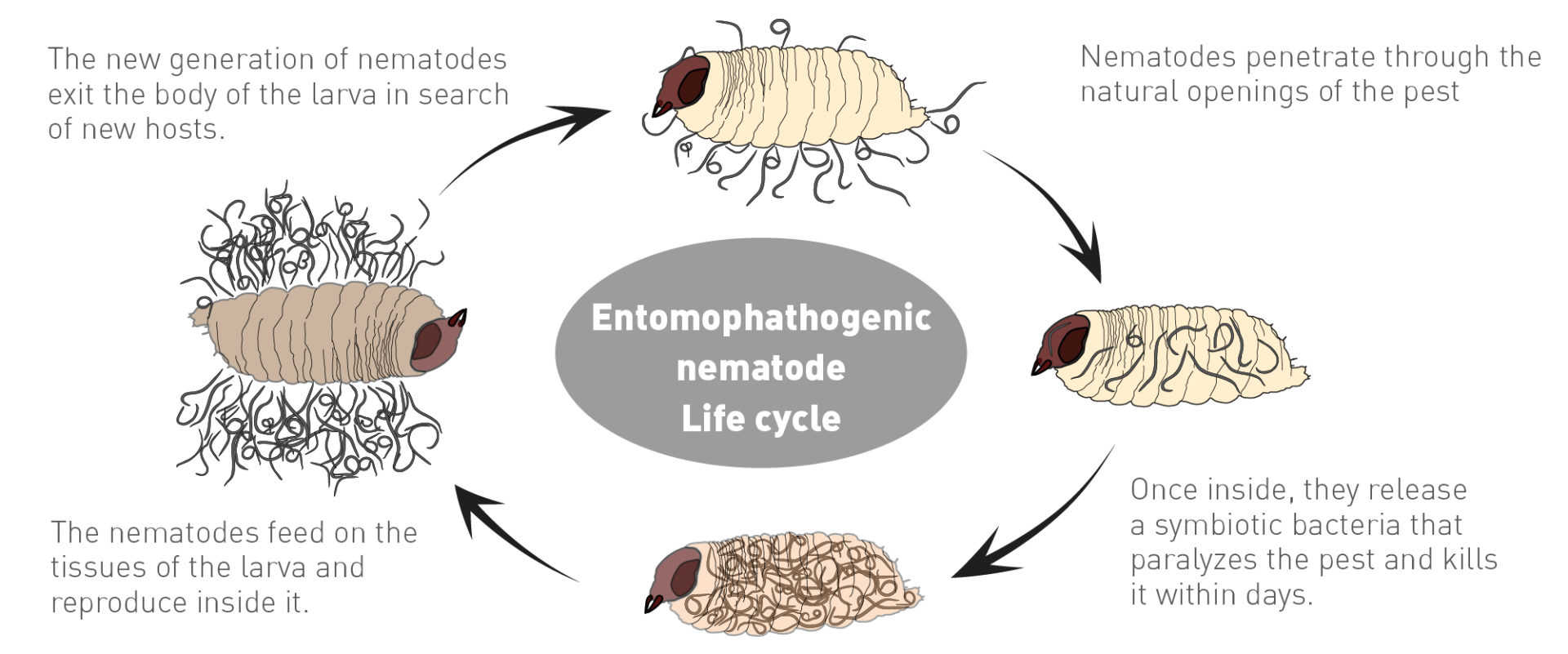 nematode life cycle - BioBee Canada