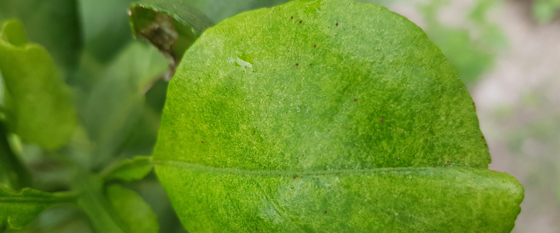 tree fruit red spider mite damage - BioBee Canada